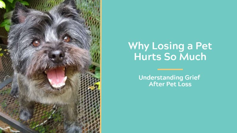 Grieving a Pet - Why is Losing a Pet so Painful?